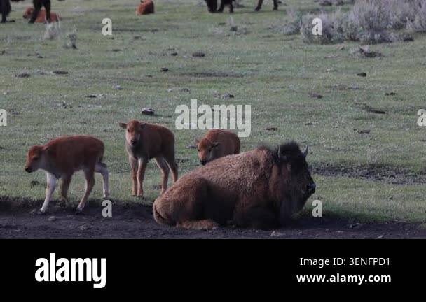 bison cows and calves in springtime in Yellowstone National Park ...