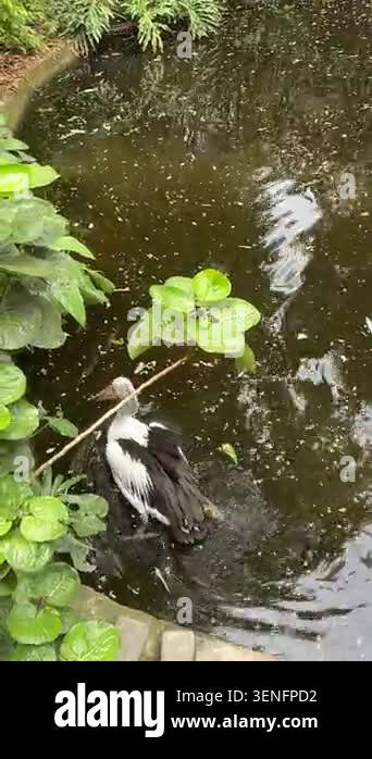 Pelican Swimming Calmly in Murky Pond Surrounded by Green Foliage Stock ...