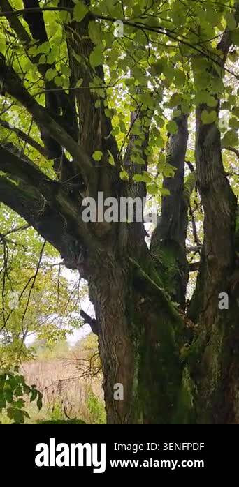 autumn landscape with trees and leaves Stock Video Footage - Alamy