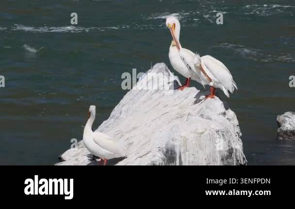 white pelicans on a rock in a river in Idaho in springtime Stock Video ...