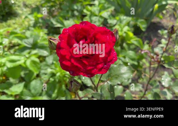 red flower in the garden Stock Video Footage - Alamy