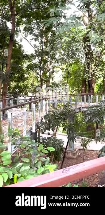 Elevated walkway winding through lush green forest canopy with sunlight ...