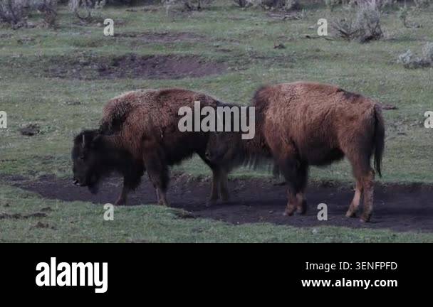 a pair of bison in Yellowstone National Park Wyoming in springtime ...