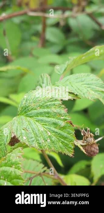 red berries of a wild strawberry Stock Video Footage - Alamy