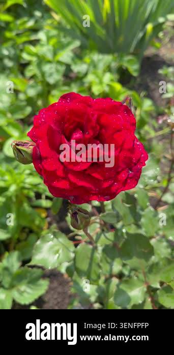 red roses in the garden Stock Video Footage - Alamy