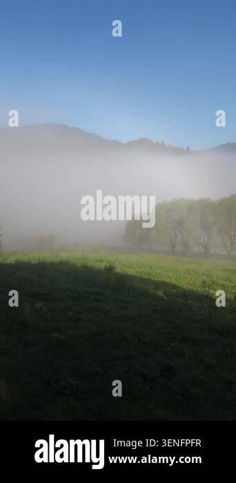 fog over a tree Stock Video Footage - Alamy