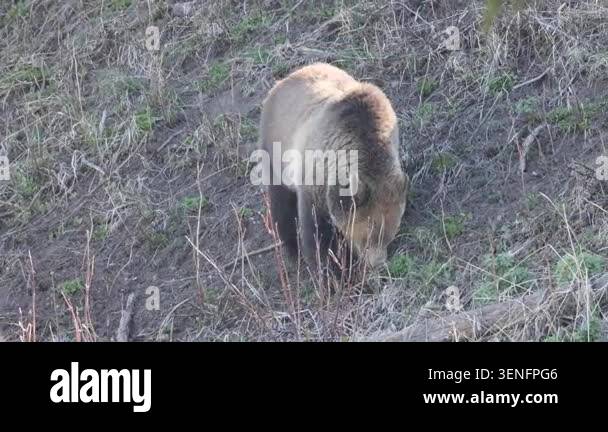 a grizzly bear in Yellowstone National Park Wyoing in springtime Stock ...
