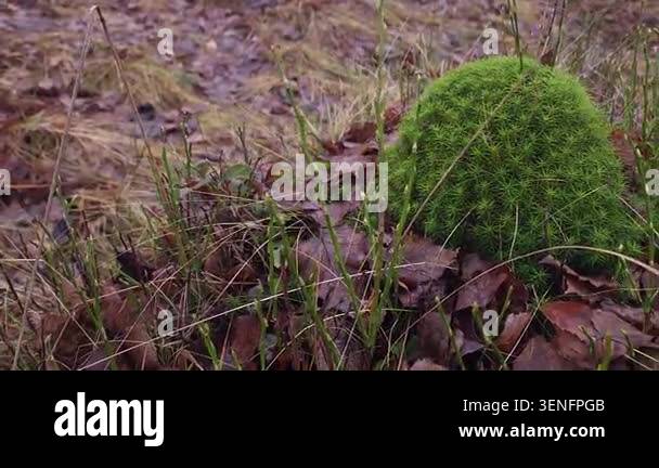 moss on the ground Stock Video Footage - Alamy