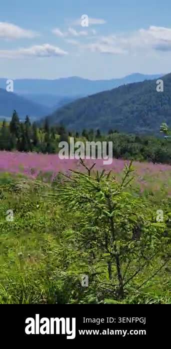 beautiful view of the forest Stock Video Footage - Alamy