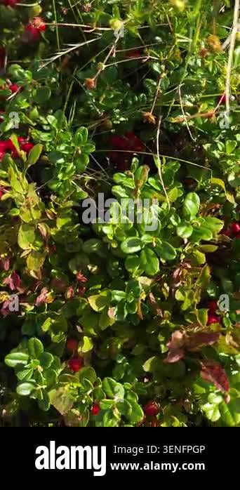 autumn leaves in the forest Stock Video Footage - Alamy