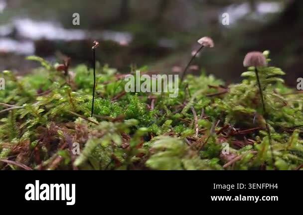 moss in the forest Stock Video Footage - Alamy