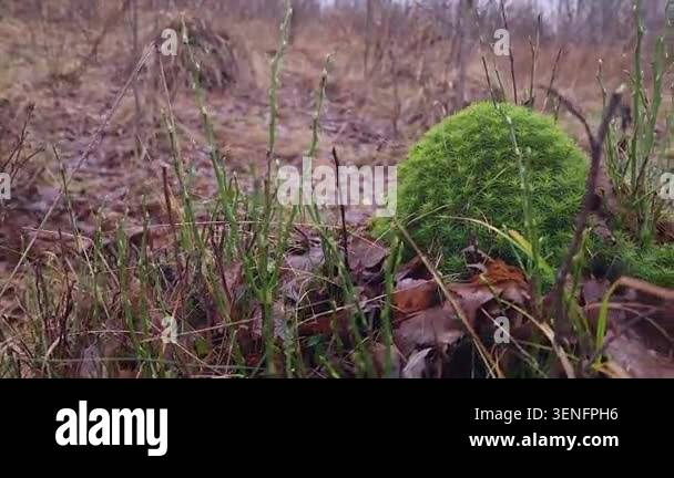 beautiful green grass in the forest Stock Video Footage - Alamy