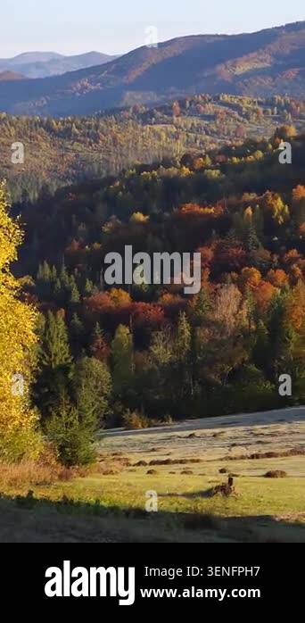 autumn in the mountains. colorful trees with yellow foliage Stock Video ...