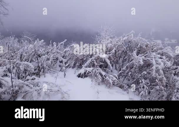 beautiful winter landscape with snow covered trees Stock Video Footage ...