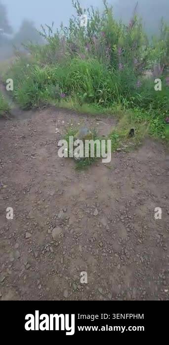 beautiful landscape with a tree and a forest Stock Video Footage - Alamy