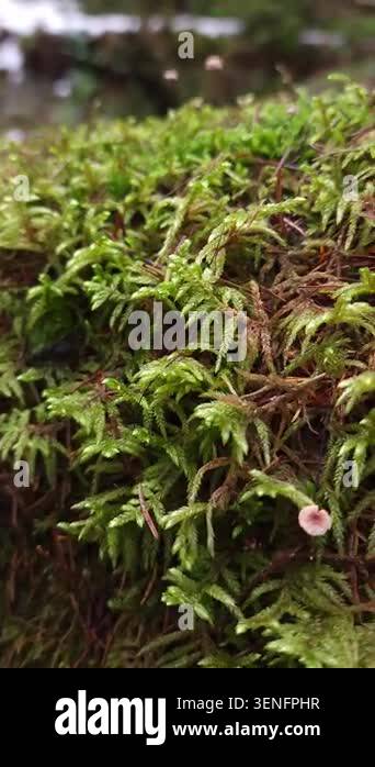 moss on the tree in forest Stock Video Footage - Alamy