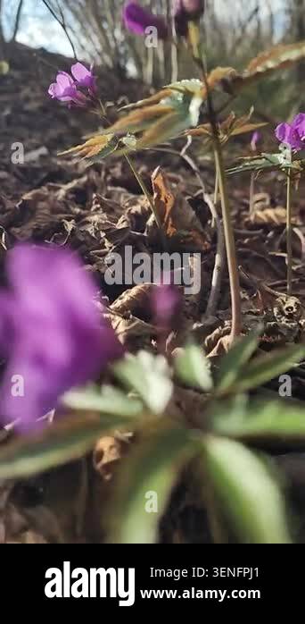 purple flowers in the forest Stock Video Footage - Alamy