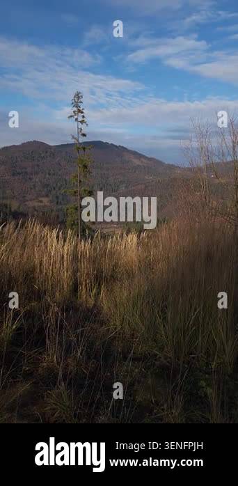 beautiful view of the forest Stock Video Footage - Alamy