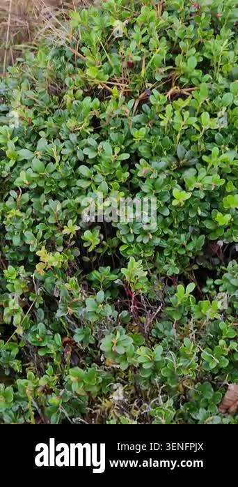 green grass in the forest Stock Video Footage - Alamy