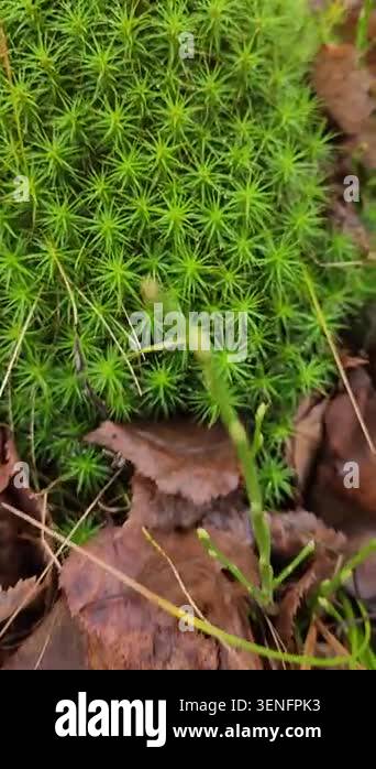 moss in the forest Stock Video Footage - Alamy