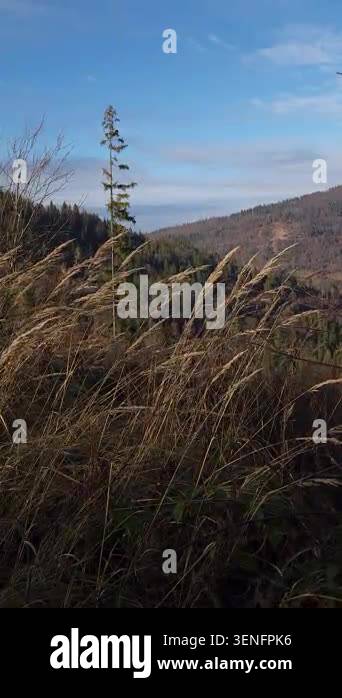 beautiful mountain landscape with forest Stock Video Footage - Alamy