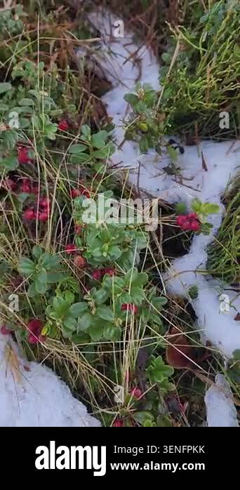 beautiful view of the forest Stock Video Footage - Alamy