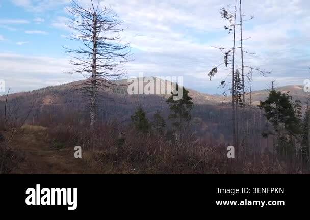 beautiful landscape with a tree in the mountains Stock Video Footage ...