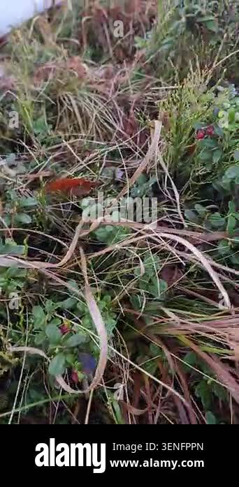 green plant in the forest Stock Video Footage - Alamy