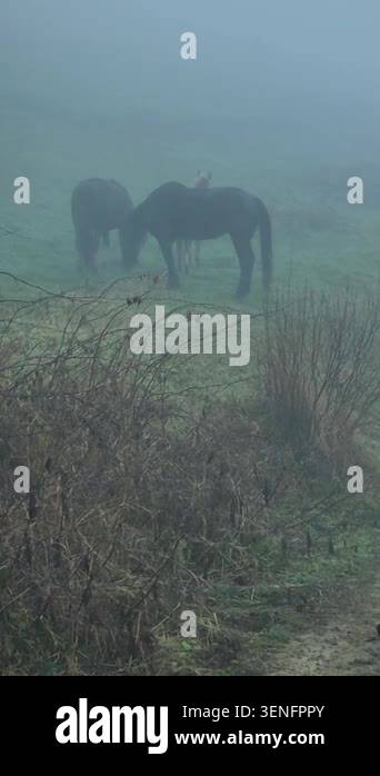 foggy foggy landscape in the mountains in fog with the mist Stock Video ...