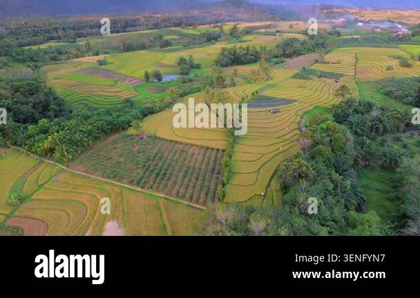 Beautiful morning view in Indonesia, panoramic landscape of rice fields ...