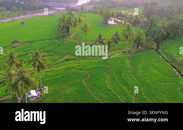 Beautiful morning view in Indonesia, panoramic landscape of rice fields ...