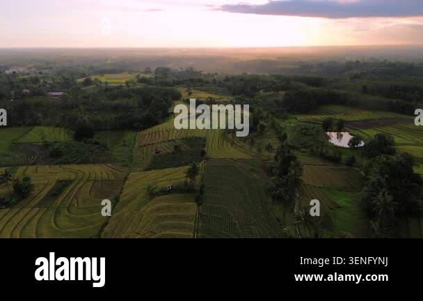 Beautiful morning view in Indonesia, panoramic landscape of rice fields ...