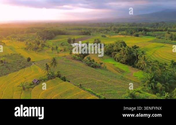 Beautiful morning view in Indonesia, panoramic landscape of rice fields ...