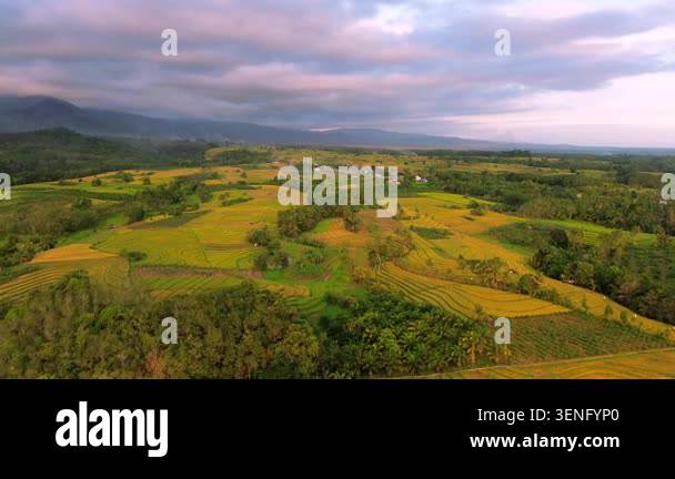 Beautiful morning view in Indonesia, panoramic landscape of rice fields ...