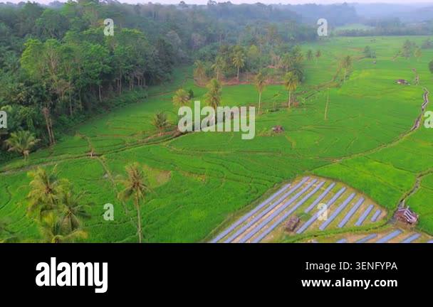 Beautiful morning view in Indonesia, panoramic landscape of rice fields ...