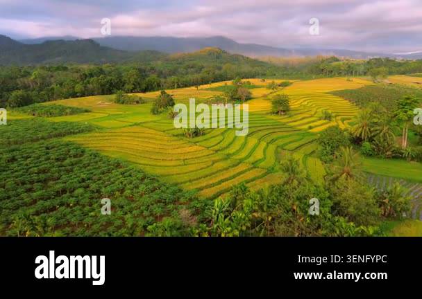 Beautiful morning view in Indonesia, panoramic landscape of rice fields ...