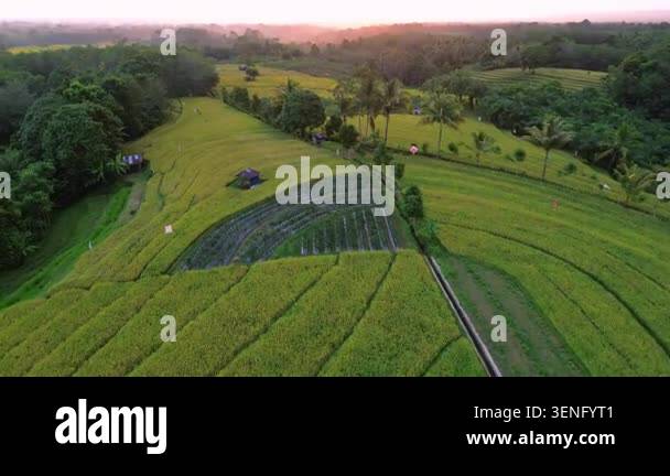 Beautiful morning view in Indonesia, panoramic landscape of rice fields ...