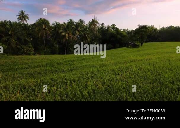 Beautiful morning view in Indonesia, panoramic landscape of rice fields ...