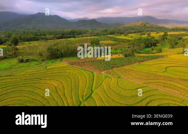 Beautiful morning view in Indonesia, panoramic landscape of rice fields ...
