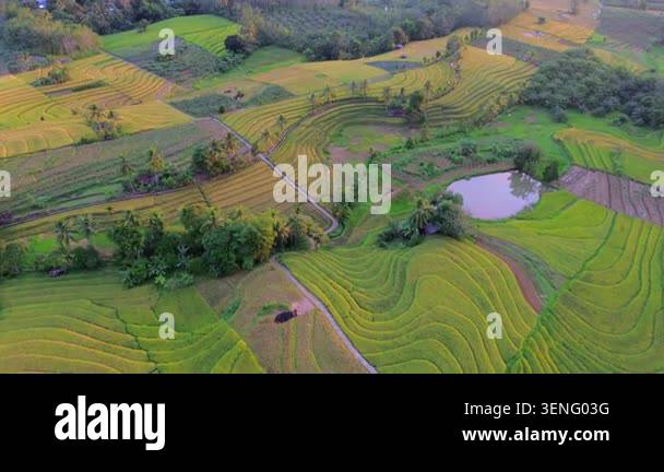 Beautiful morning view in Indonesia, panoramic landscape of rice fields ...