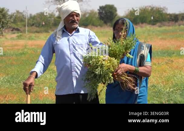 Senior farmer couple holding crop of chickpea at the field Stock Video ...