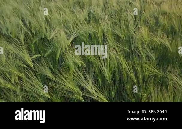 A beautiful, high-definition 4K footage of a lush green wheat or barley ...