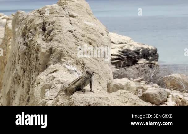 Barbary ground squirrel Atlantoxerus getulus sitting on rock near ocean ...