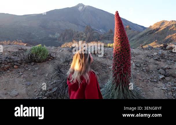 A woman is amazed by blooming tajinaste flower in Teide National Park ...