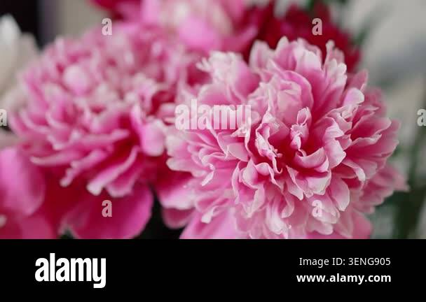 beautiful white rose peonies bouquet with houseplant in cozy home ...