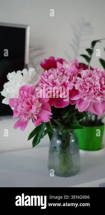 beautiful white rose peonies bouquet with houseplant in cozy home ...