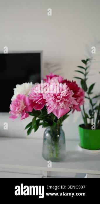 beautiful white rose peonies bouquet with houseplant in cozy home ...