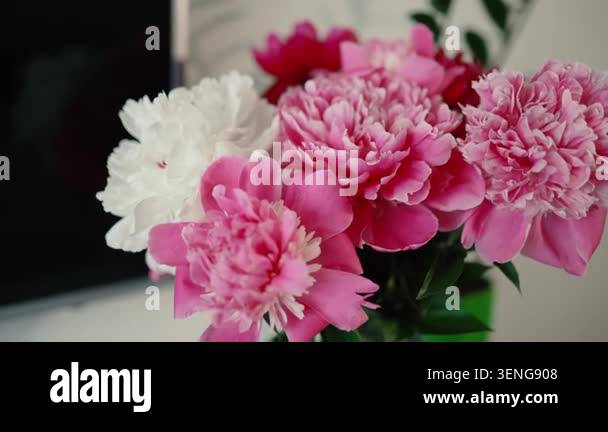 beautiful white rose peonies bouquet with houseplant in cozy home ...