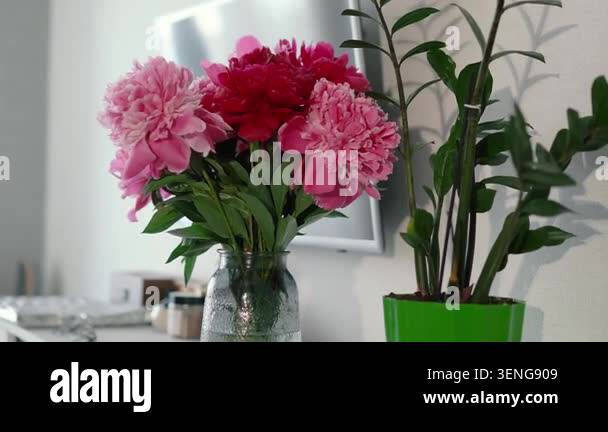 beautiful white rose peonies bouquet with houseplant in cozy home ...