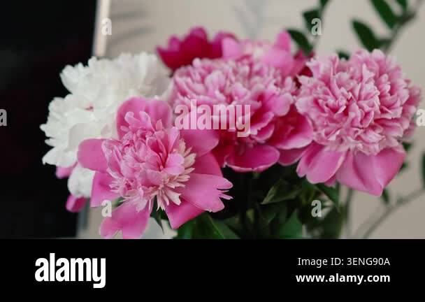 beautiful white rose peonies bouquet with houseplant in cozy home ...